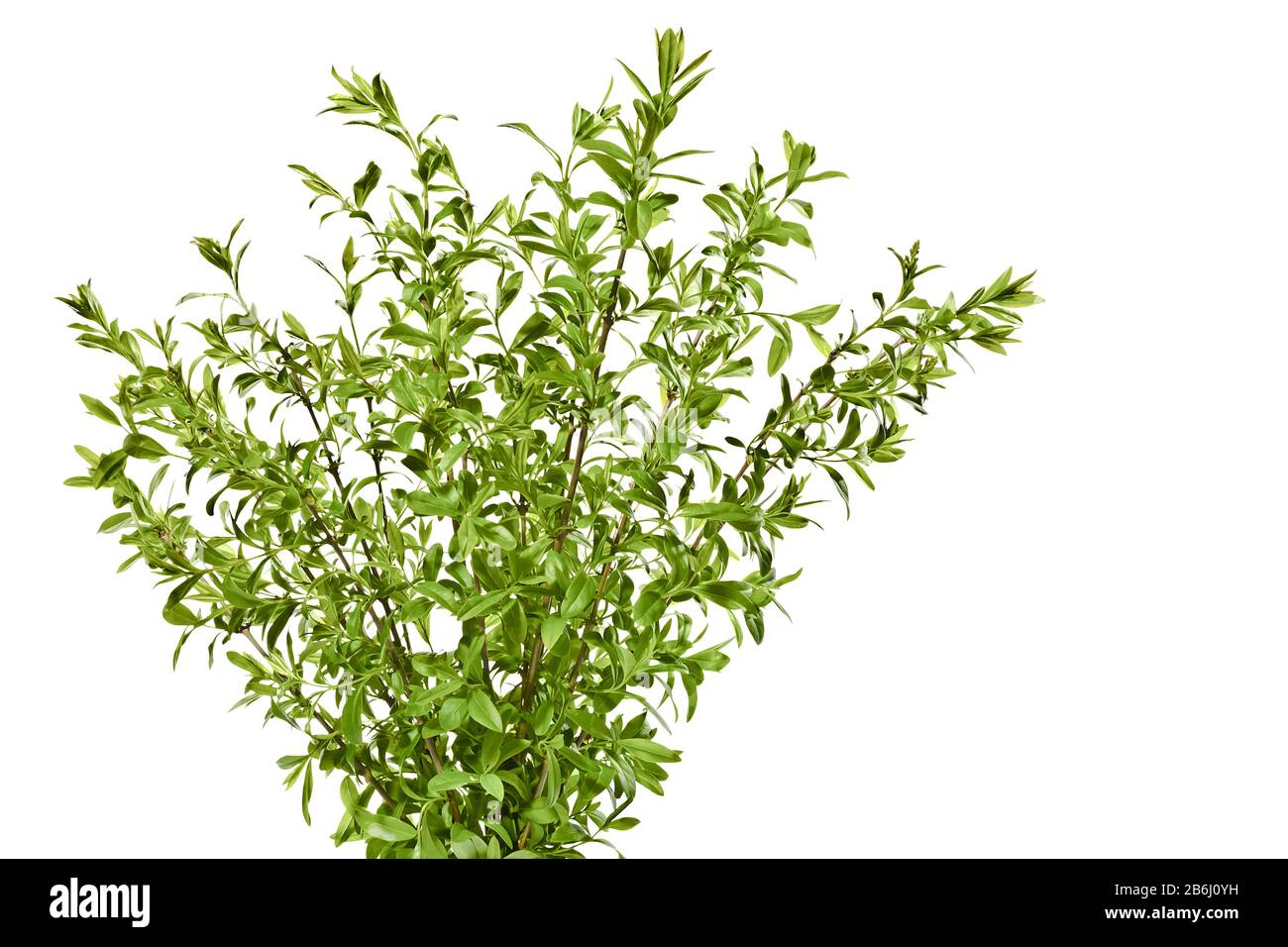 Green privet isolated on white background Stock Photo - Alamy