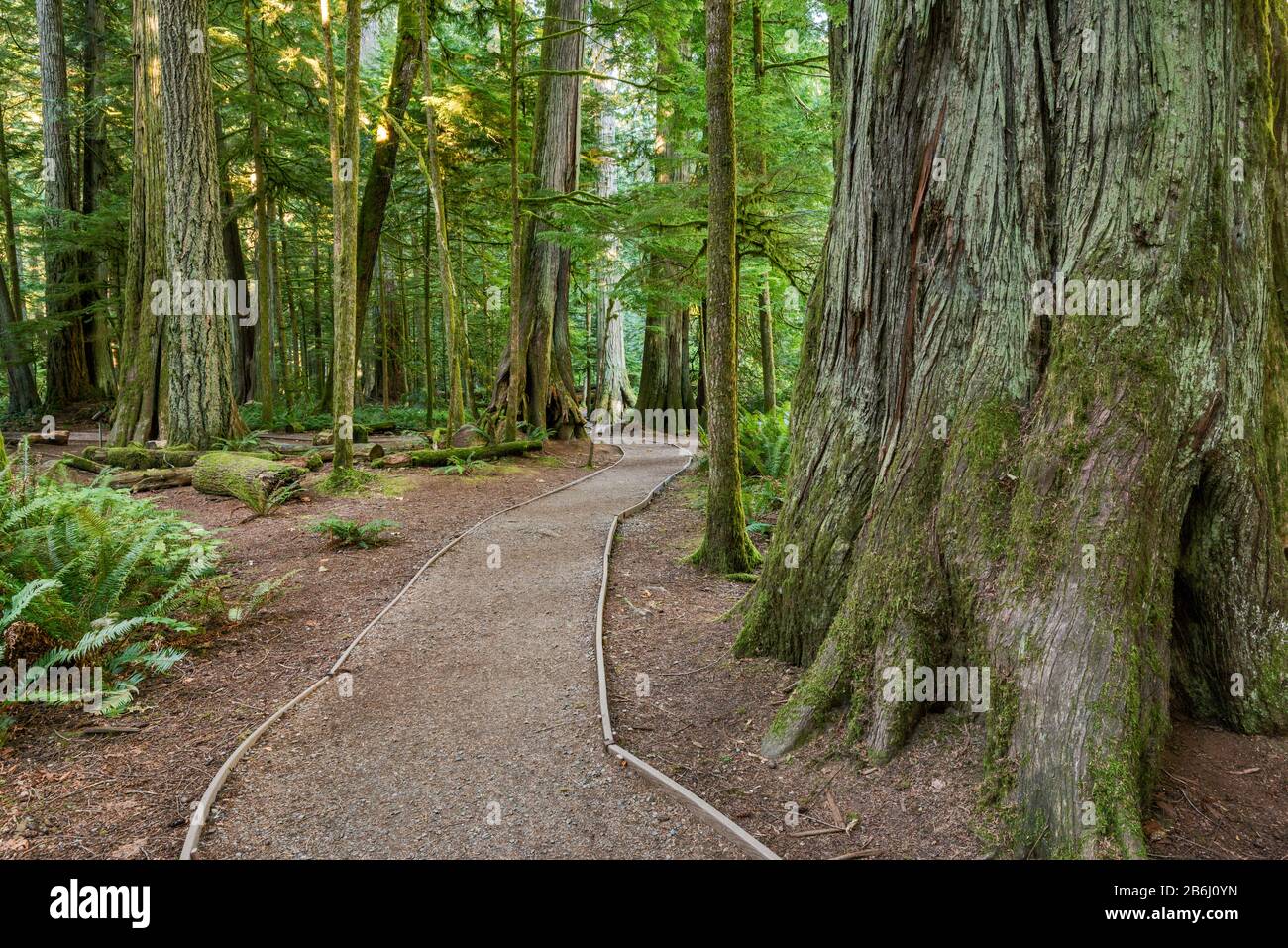 Western redcedar trees at old-growth temperate rain forest, Cedar Trail ...