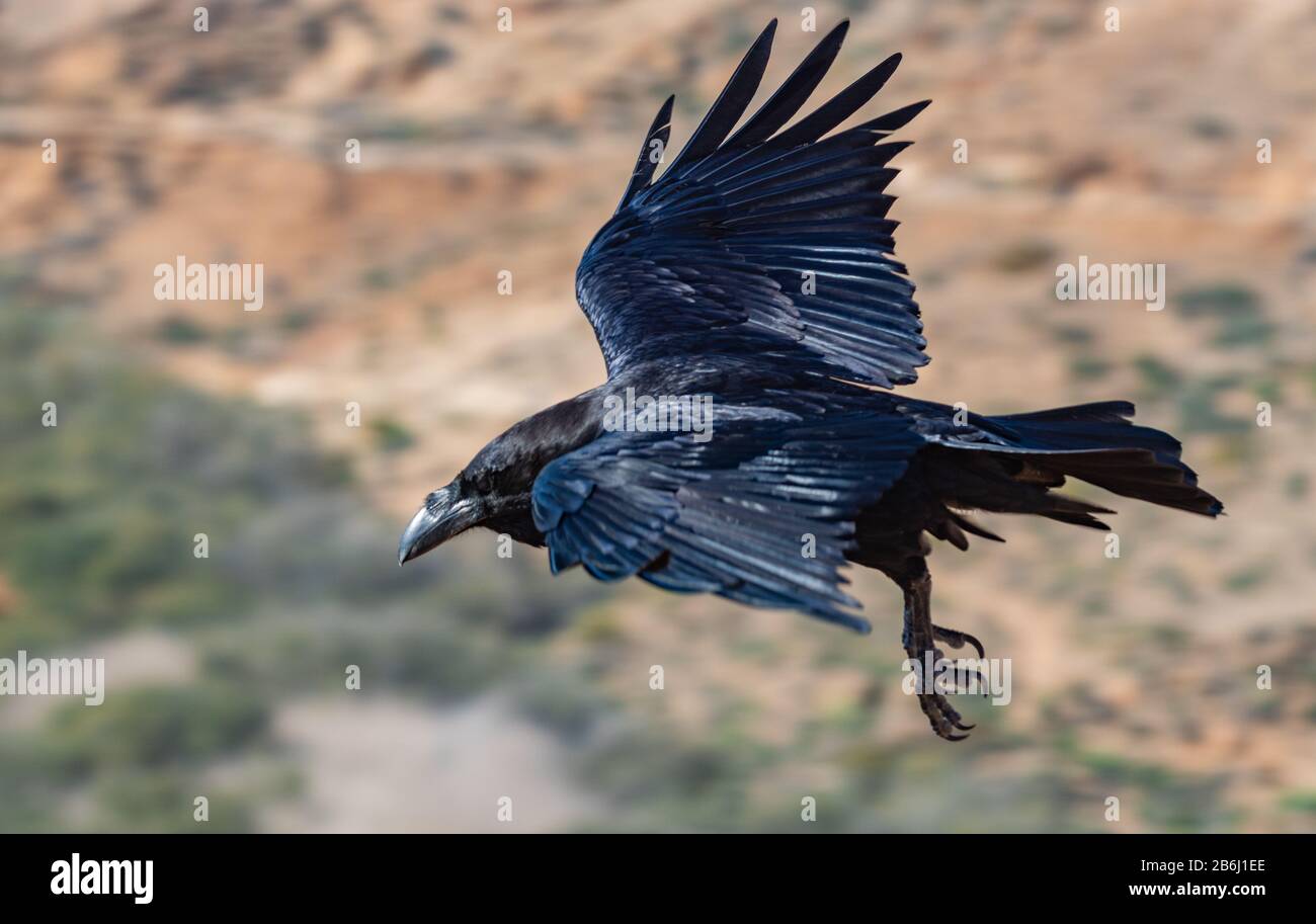 Raven gliding over the desert Stock Photo - Alamy
