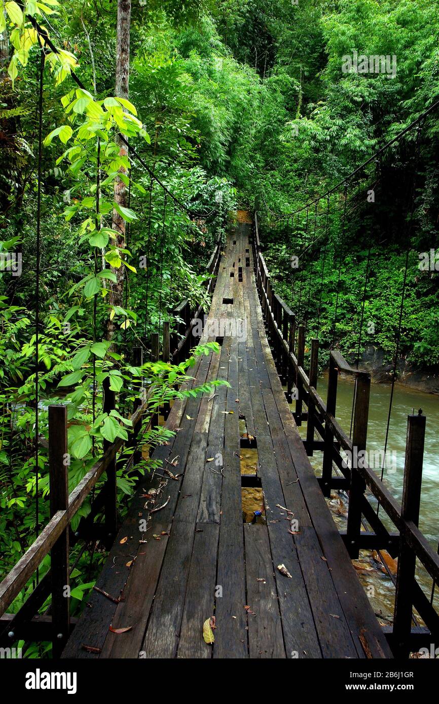 Rain Rainforest Bridge Wood High Resolution Stock Photography and ...