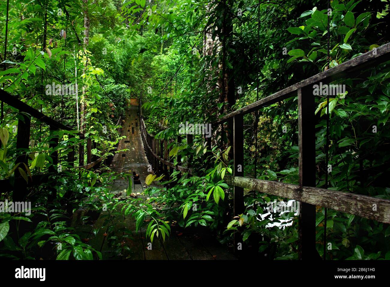 Rain Rainforest Bridge Wood High Resolution Stock Photography and ...