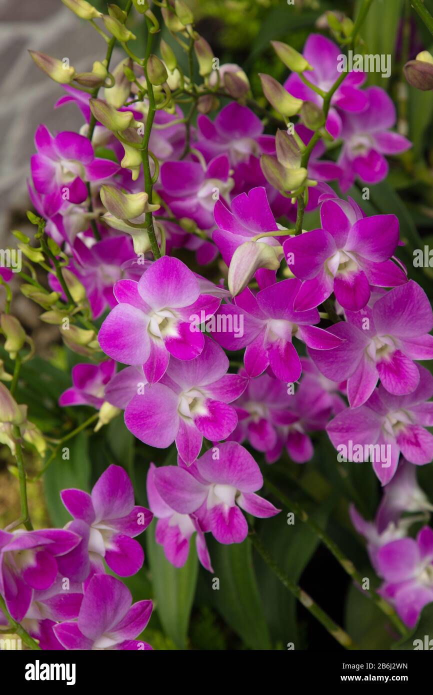 Flowers of Orchid Dendrobium Glory Hybrid flower closeup Stock Photo ...