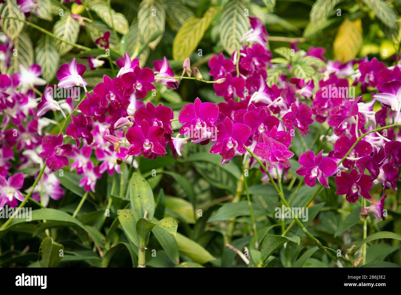 Flowers of Orchid Dendrobium Red Bull flower closeup Stock Photo - Alamy