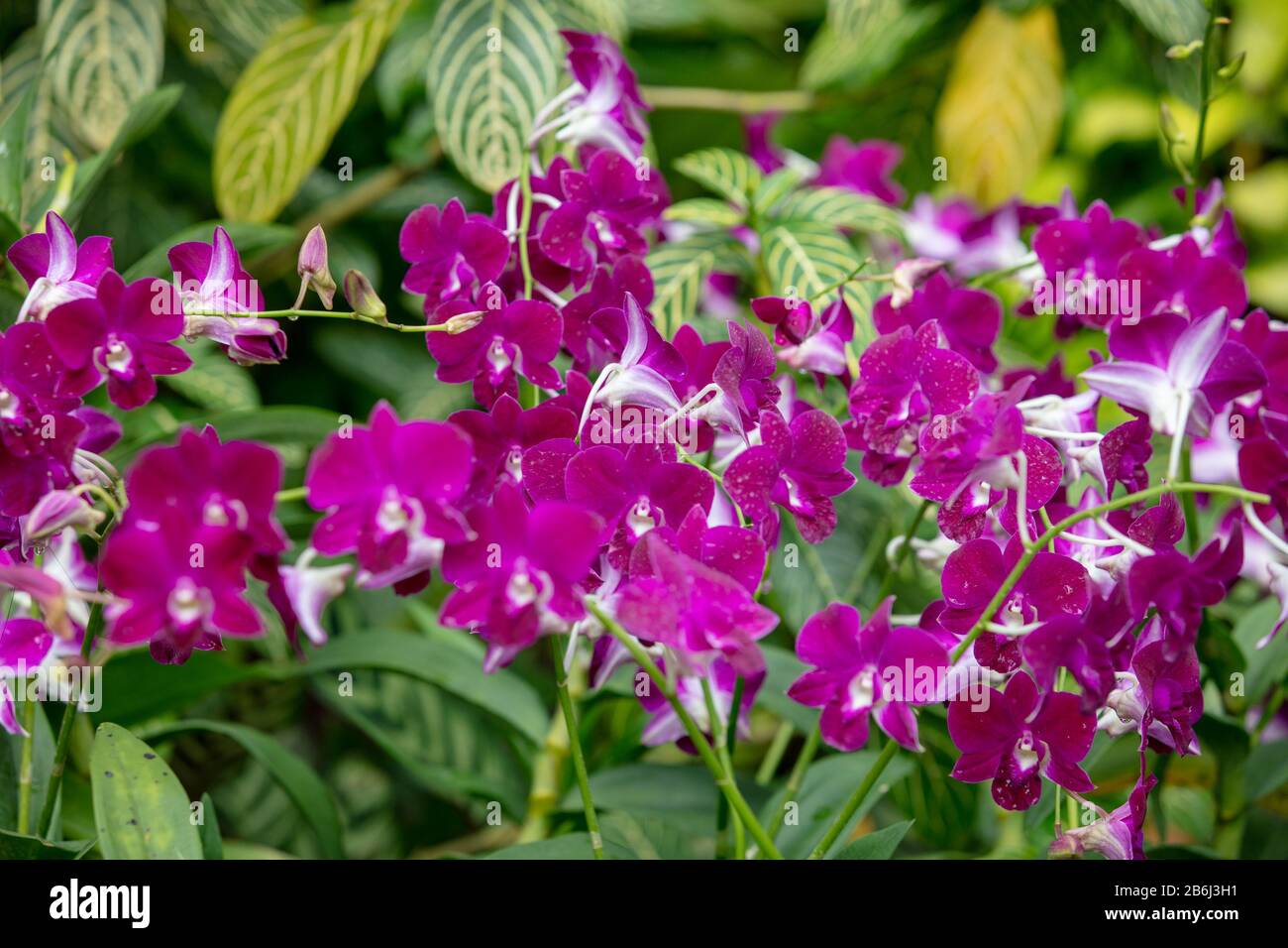 Flowers of Orchid Dendrobium Red Bull flower closeup Stock Photo - Alamy