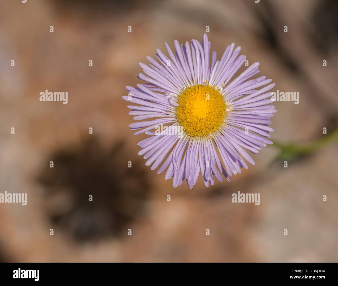 Flower from top hi-res stock photography and images - Alamy