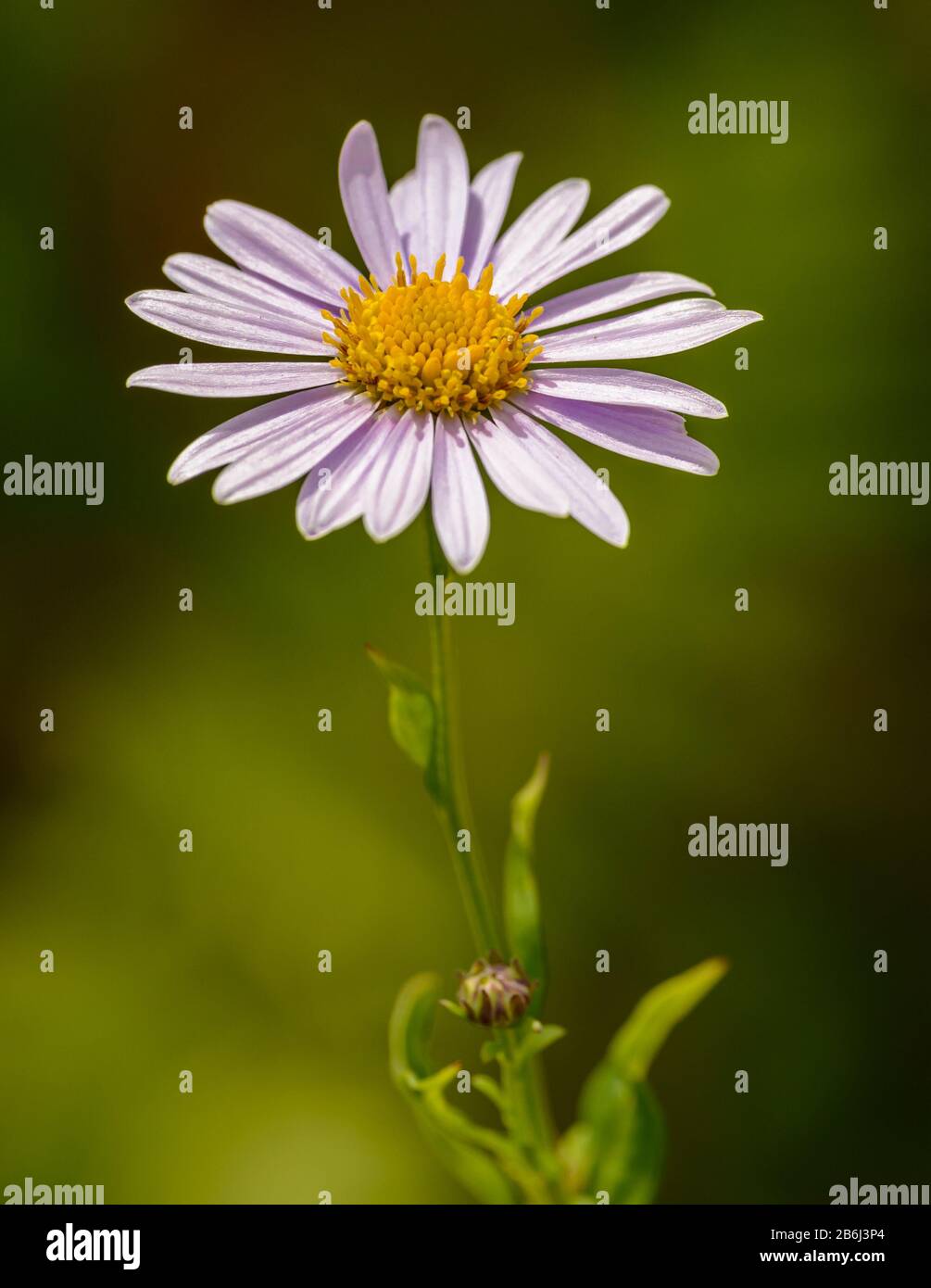 Pink Daisy With Stem