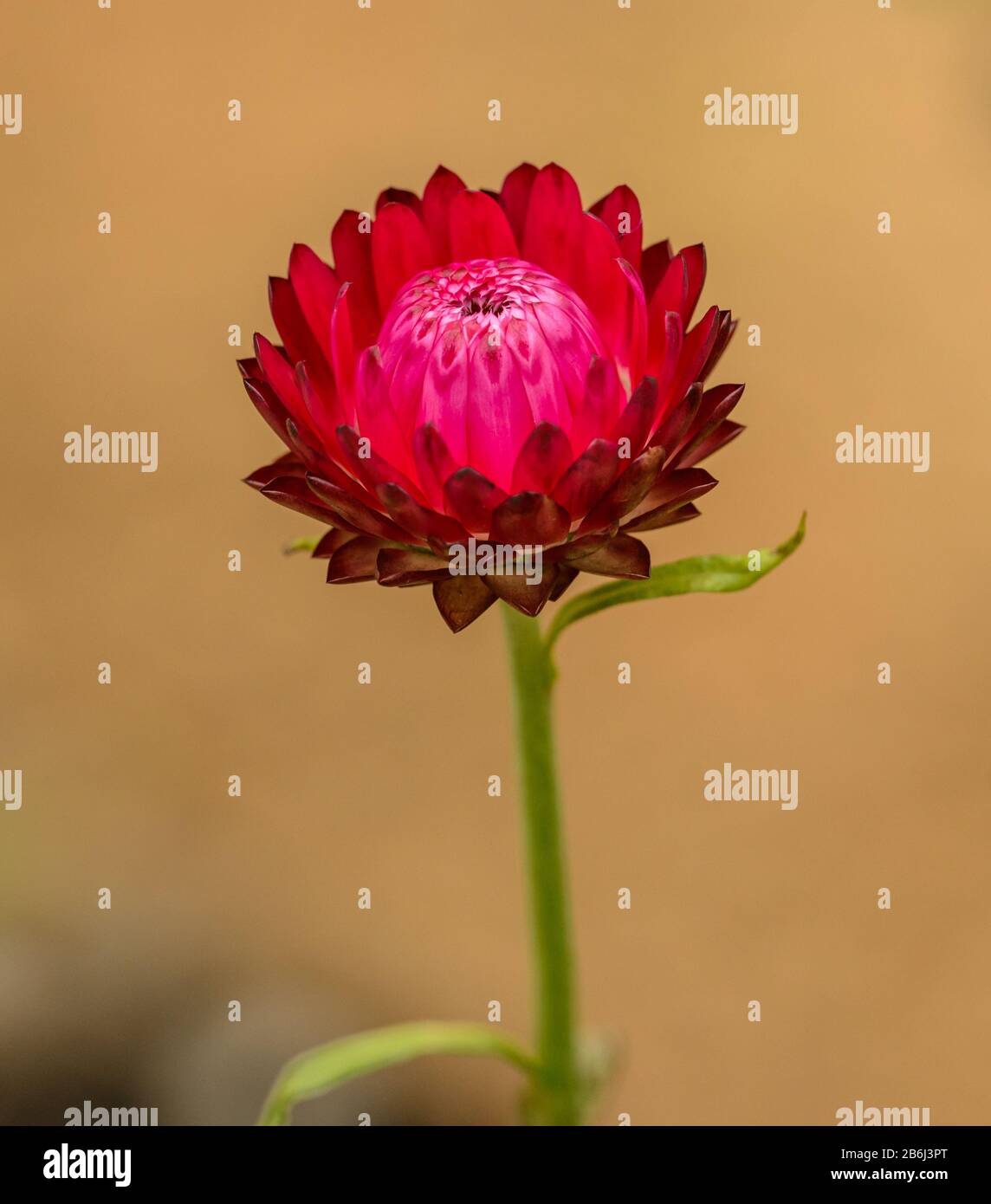 purple everlasting daisy (Bracteantha bracteata) flower detail Stock ...