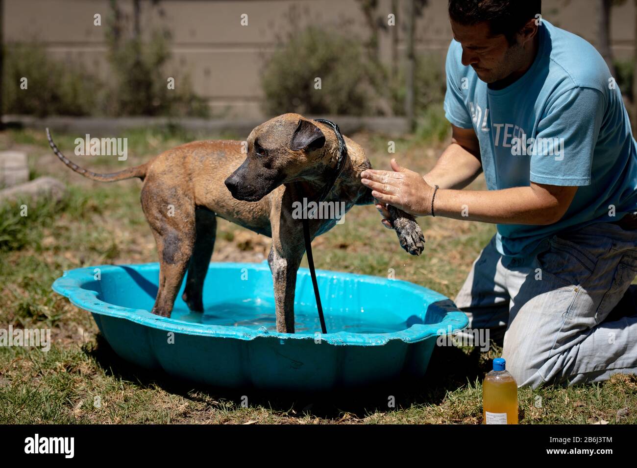 Adult volunteer bath dog hi-res stock photography and images - Alamy