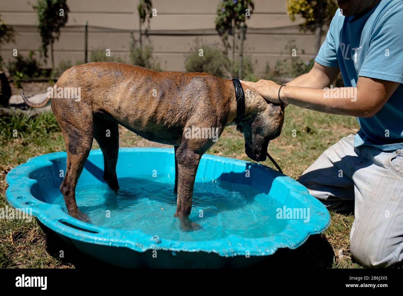 Volunteer washing a dog in a dog shelter Stock Photo - Alamy