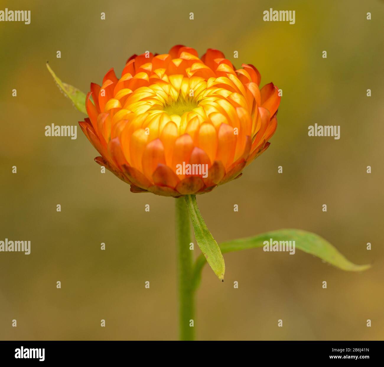 Everlasting daisy hi-res stock photography and images - Alamy