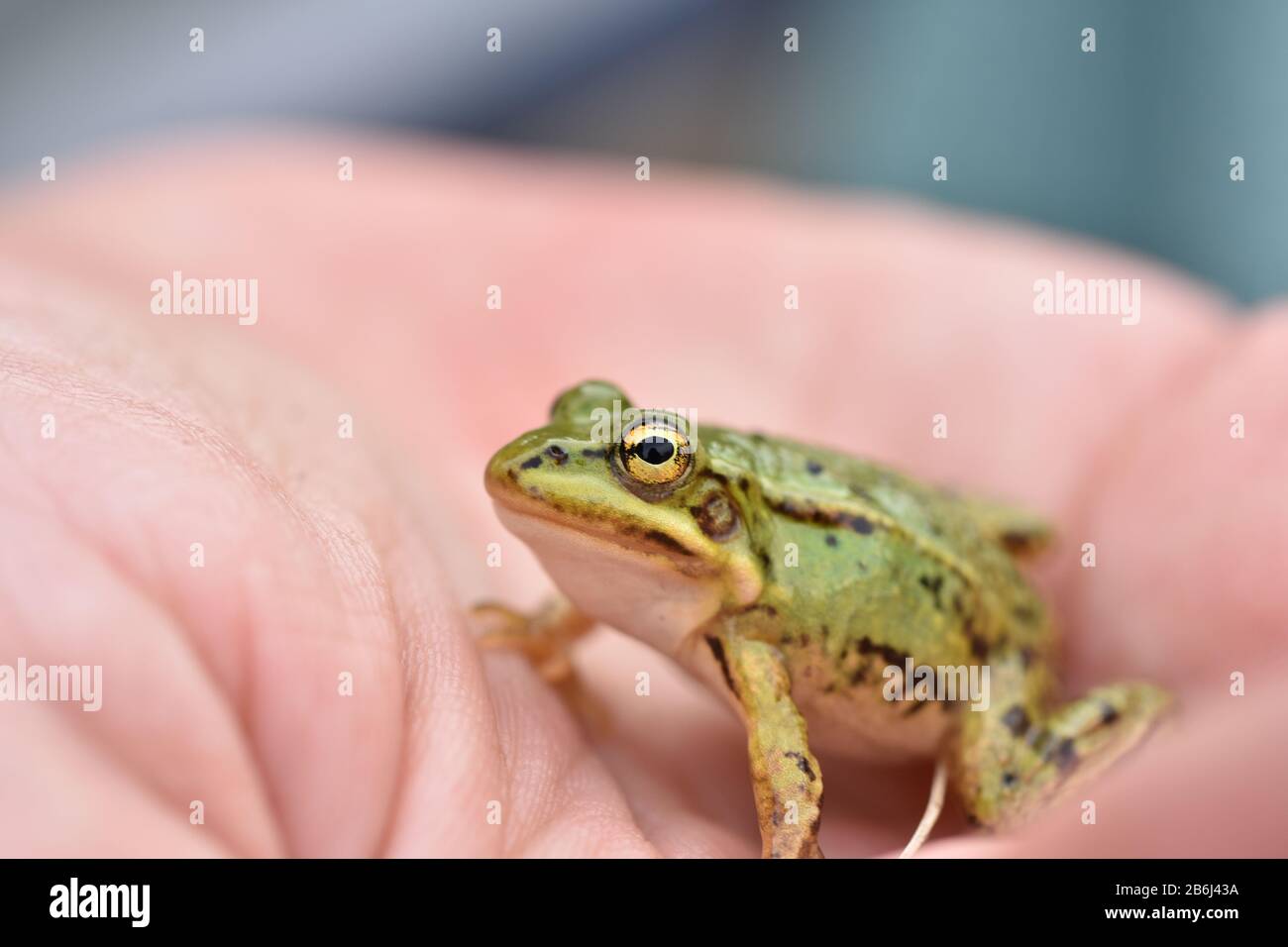European green tree frog (Hyla arborea) sitting on the palm Stock Photo ...