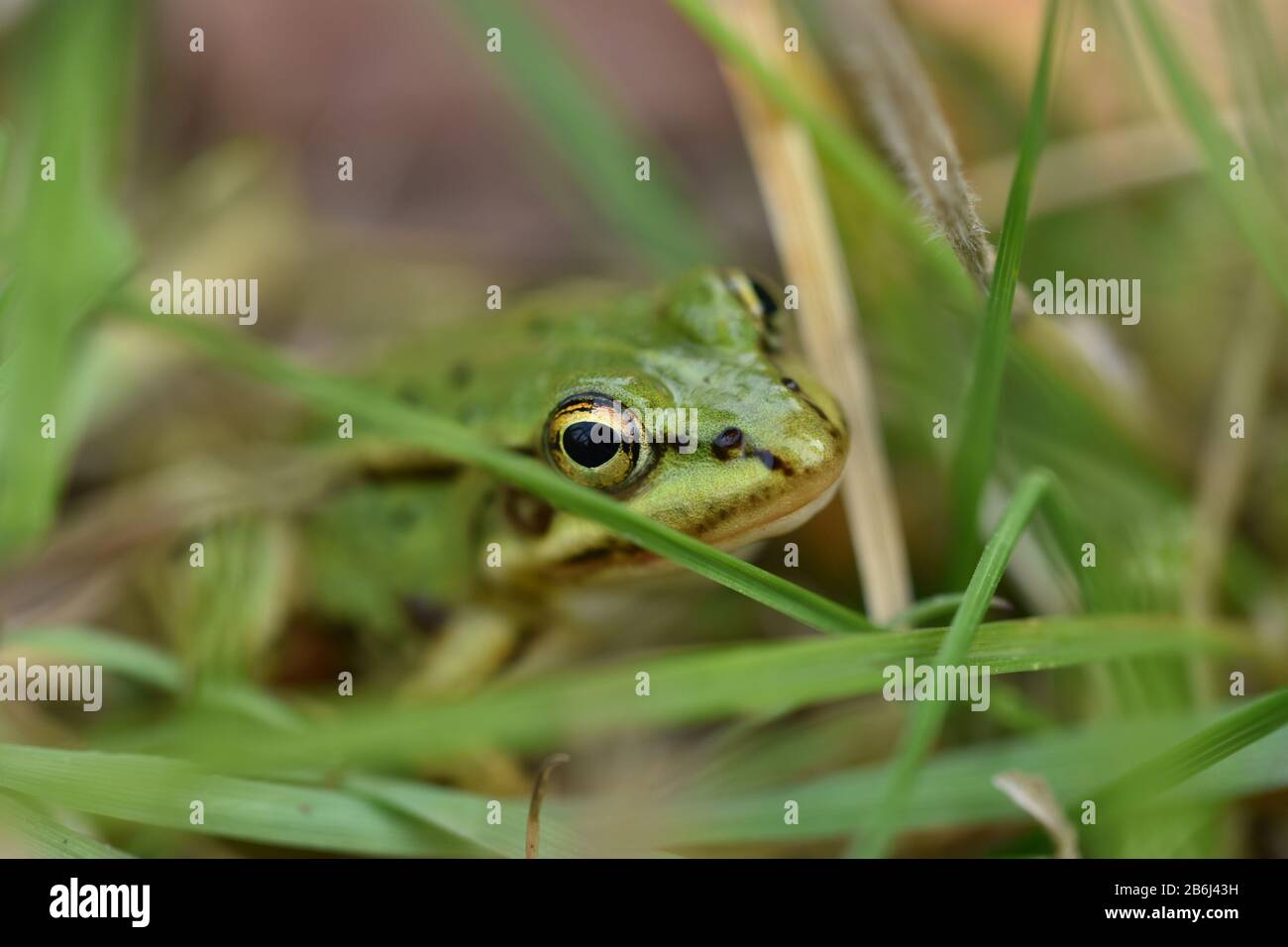 European green tree frog (Hyla arborea) in green grass Stock Photo - Alamy
