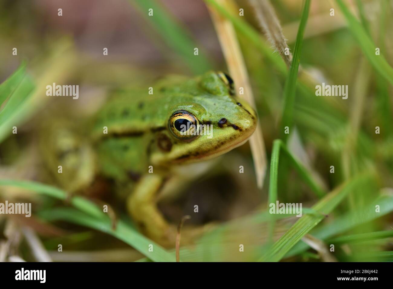 European green tree frog (Hyla arborea) in green grass Stock Photo - Alamy