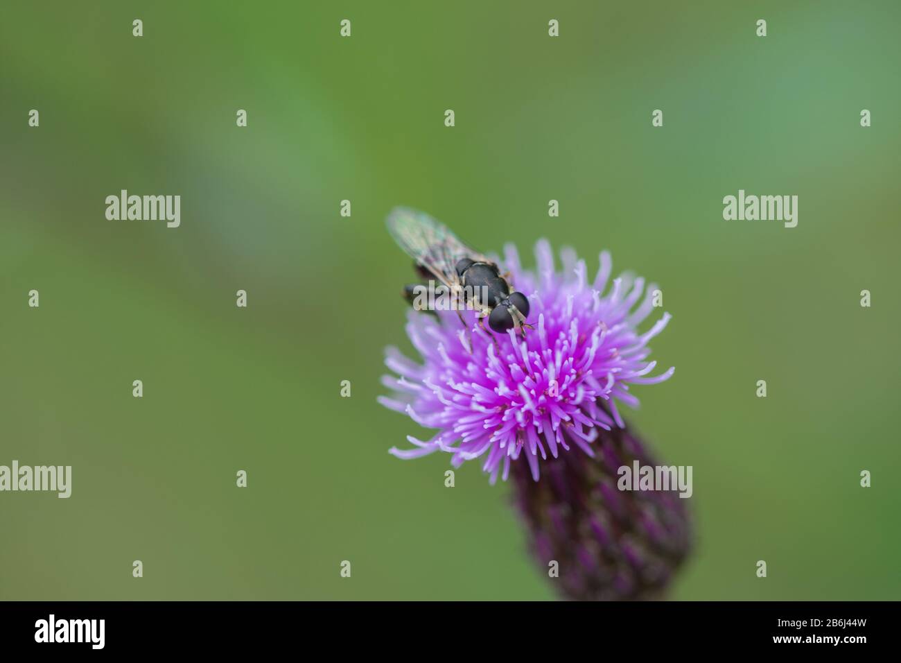 Knapweed plant bug hi-res stock photography and images - Alamy