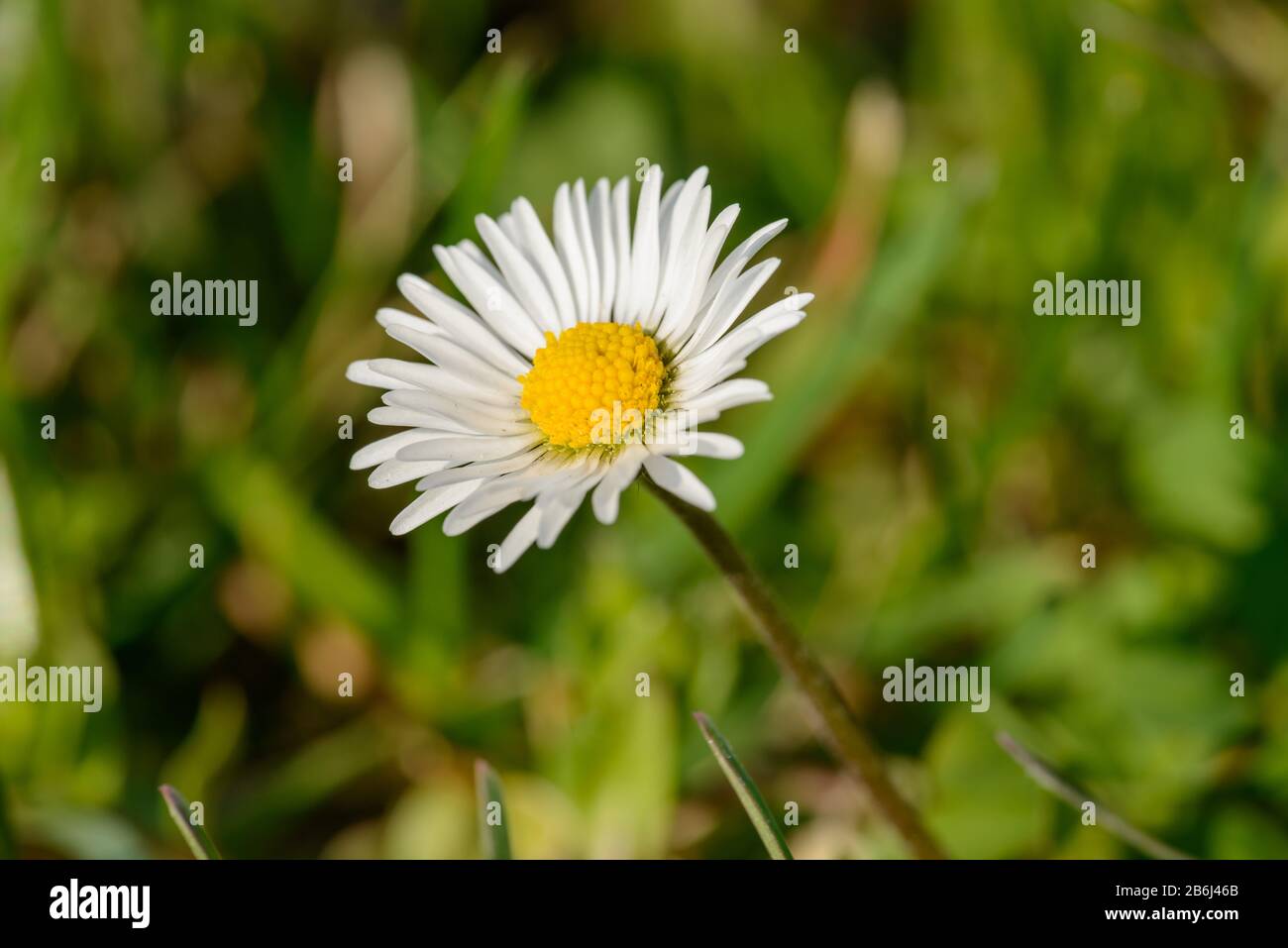 single white common lawn daisy (Bellis perennis) flower detail in lawn ...