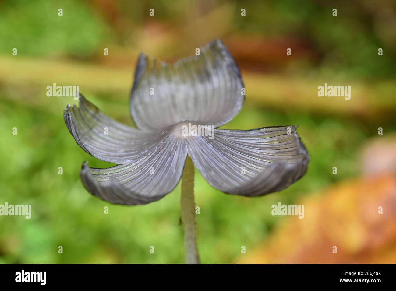 Silver grey mushroom with cap split and bent upwards Stock Photo - Alamy