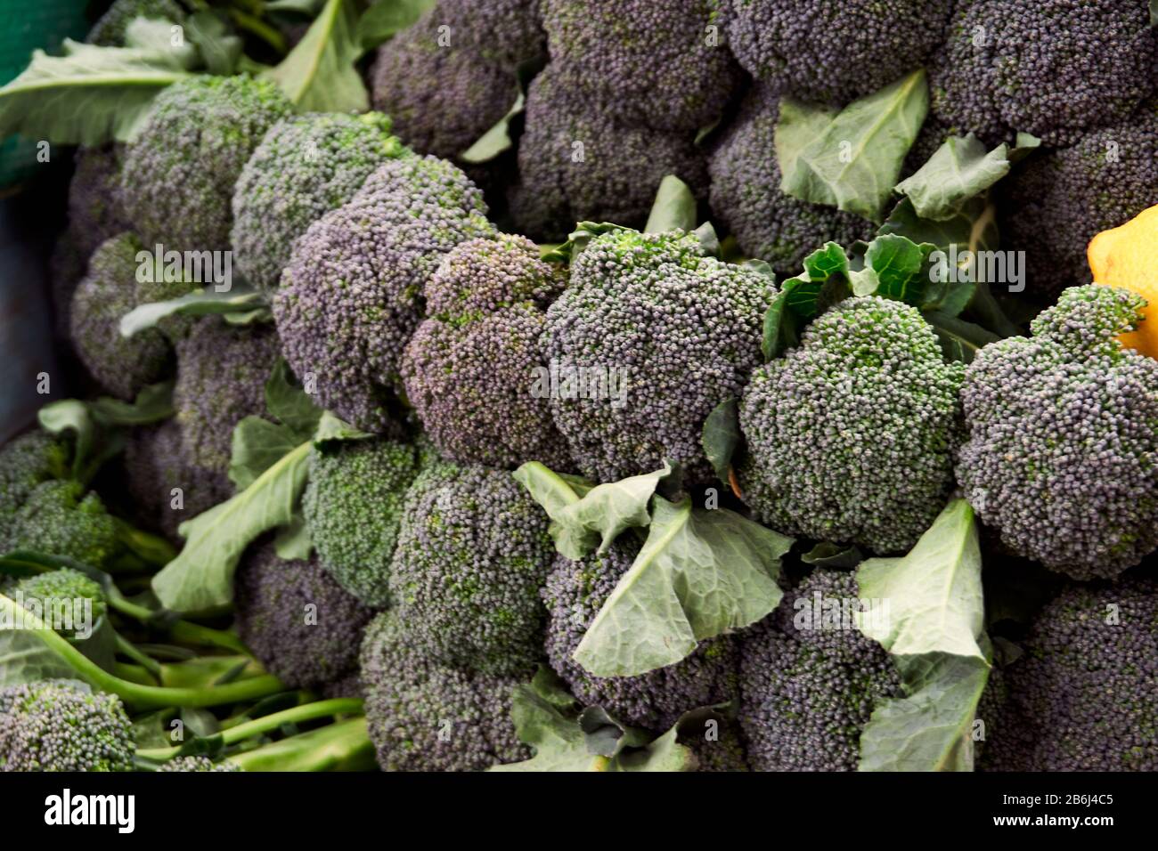 Green broccoli fresh organic market hi-res stock photography and images ...