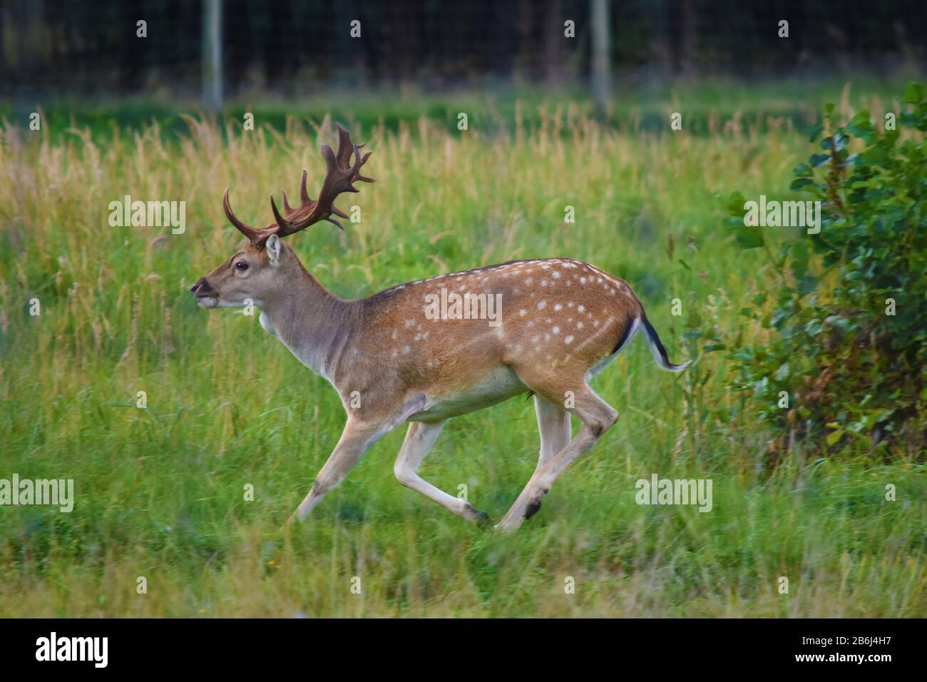 Beautiful male fallow deer running through green grass Stock Photo - Alamy