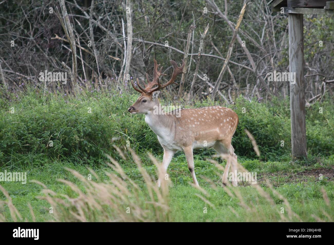 Beautiful male fallow deer standing in green grass Stock Photo - Alamy