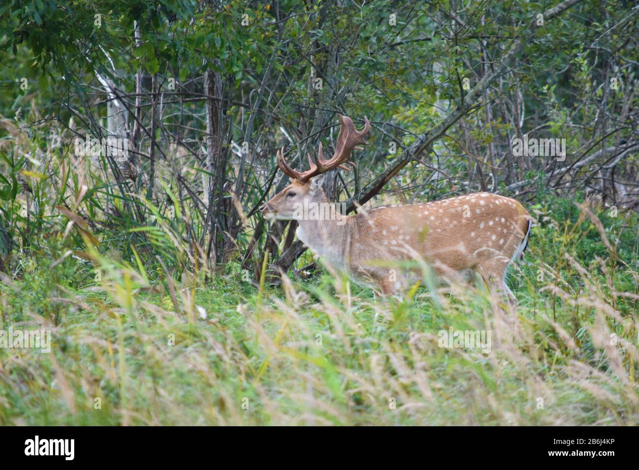 Beautiful male fallow deer standing in green grass Stock Photo - Alamy