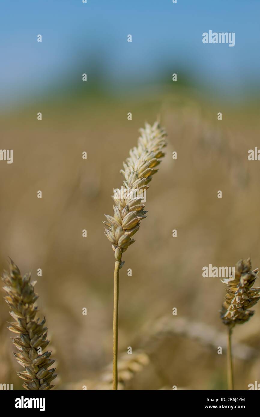 Single wheat hi-res stock photography and images - Alamy