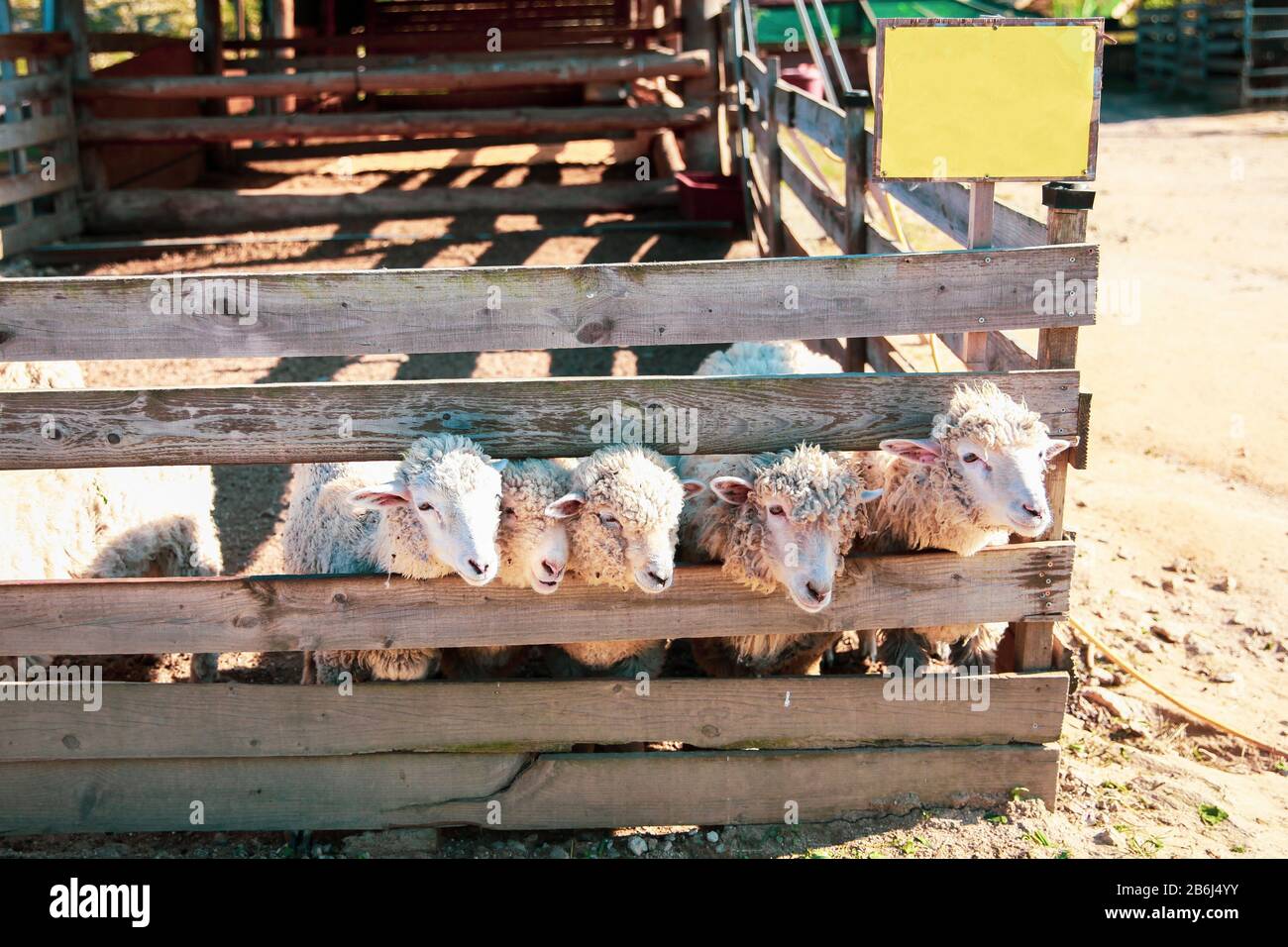 Baby sheep's head coming out from the wooden sheepfold at the farm ...