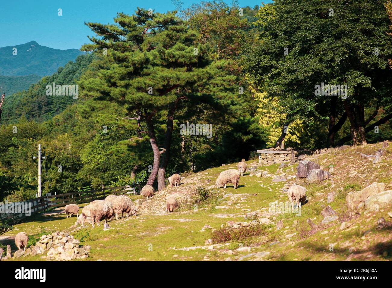 Sheep eating tree hi-res stock photography and images - Alamy