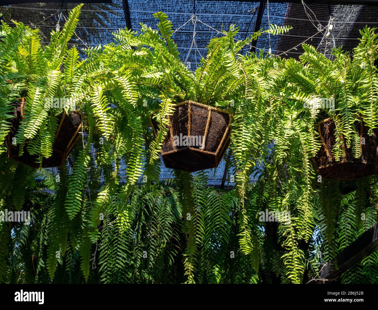 Potted ferns hi-res stock photography and images - Alamy