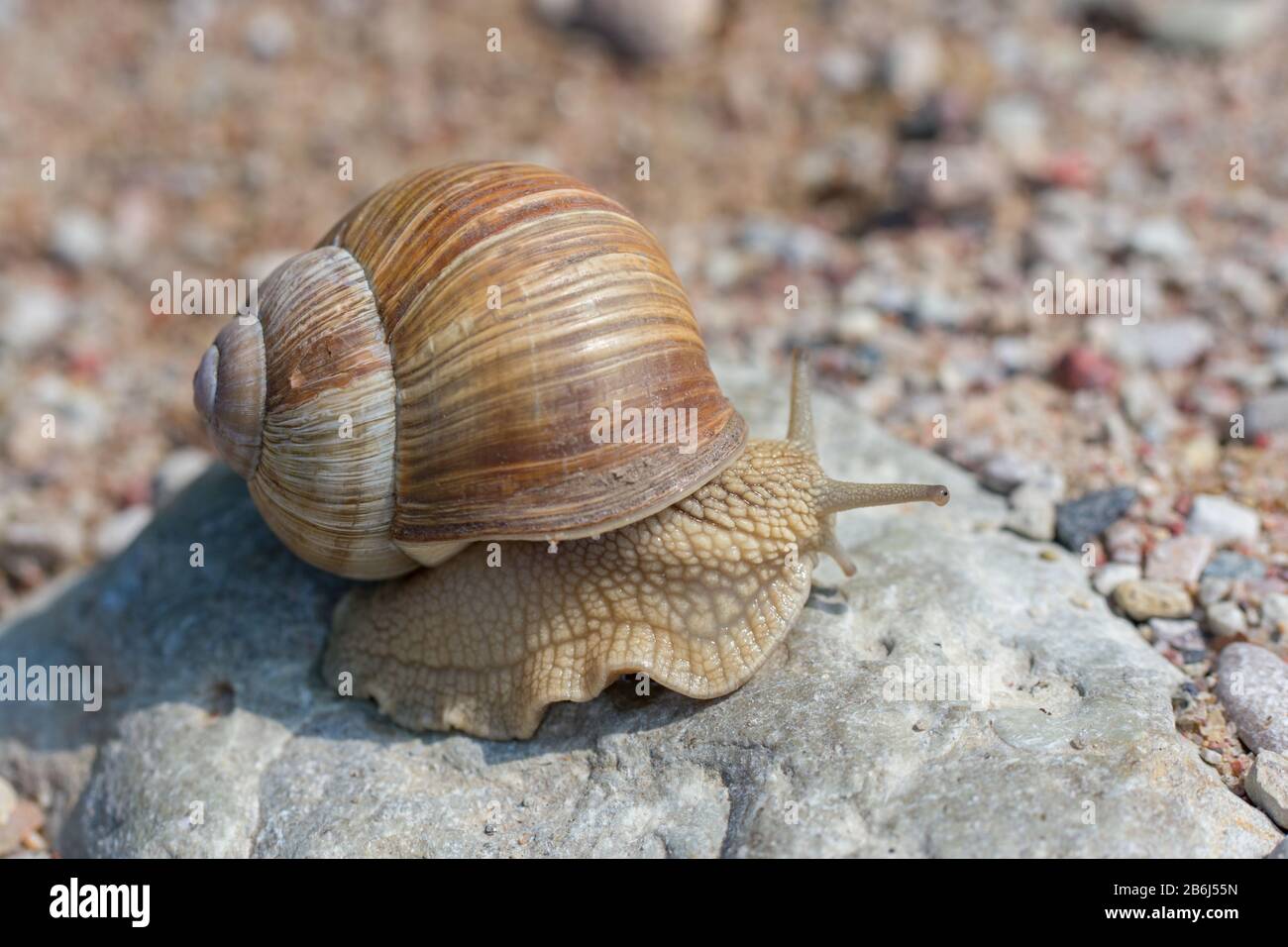 Desert snail hi-res stock photography and images - Alamy