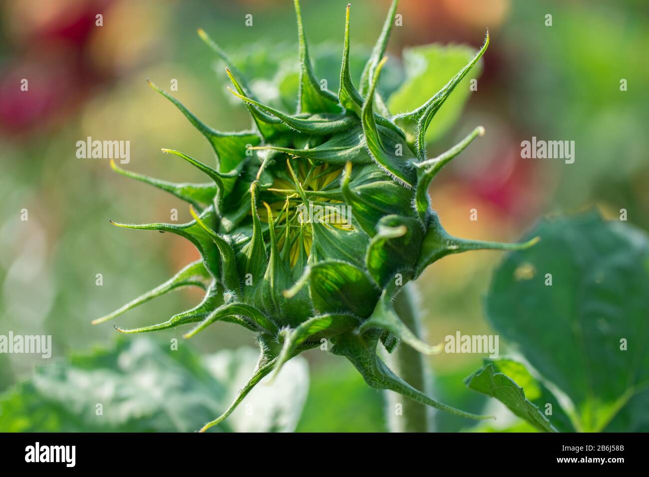 Green sunflower bud hi-res stock photography and images - Alamy
