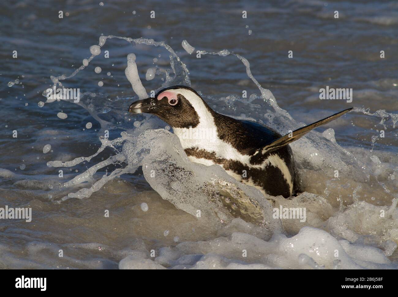 African penguin fish south africa hi-res stock photography and images ...