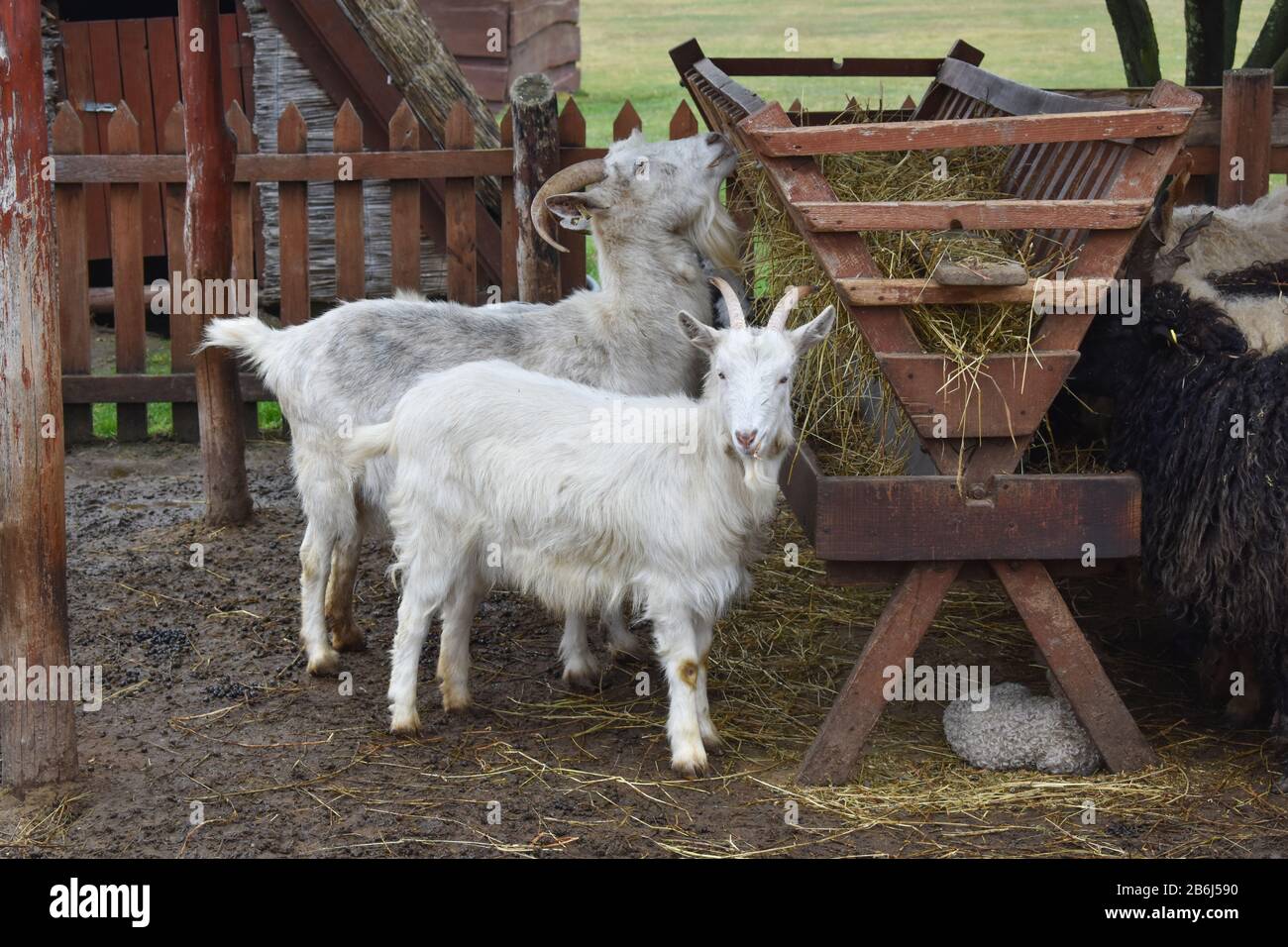 Goats Eating Hay High Resolution Stock Photography and Images - Alamy
