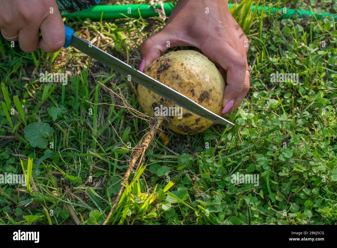 Human hands cutting white freshly harvested turnip root with knife in ...
