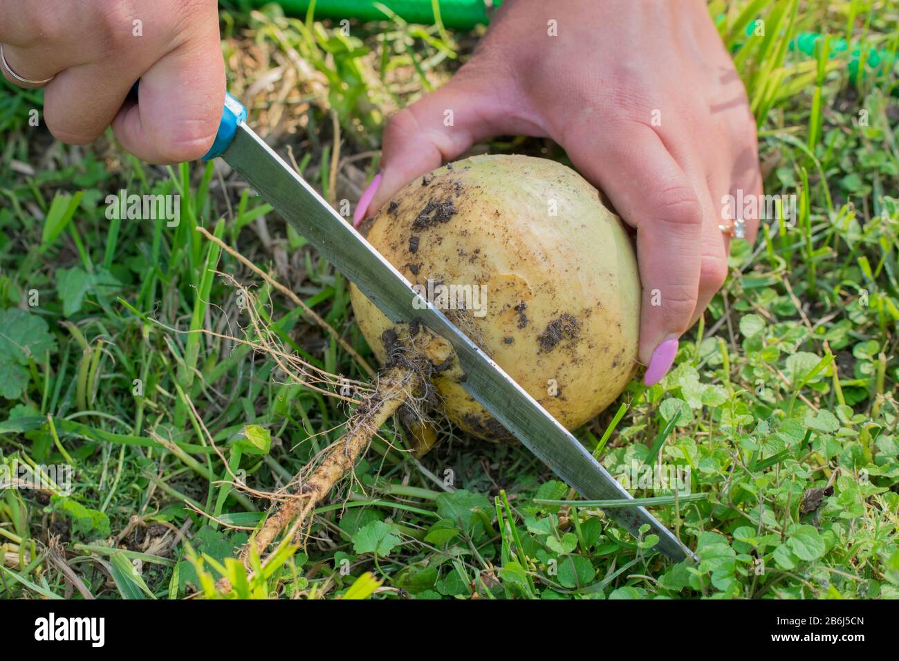 Human hands cutting white freshly harvested turnip root with knife in ...