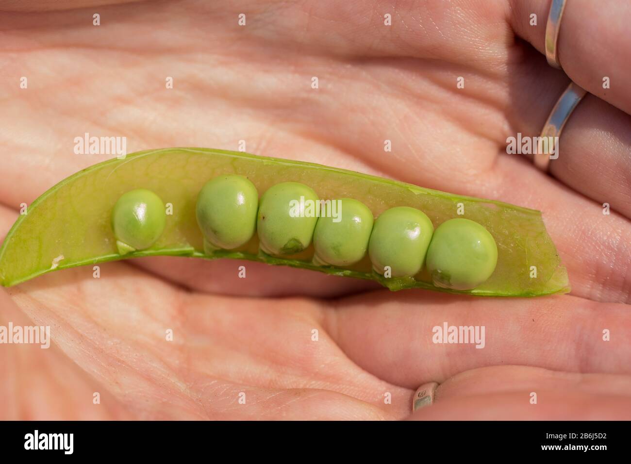 Hand holding green pea pod hi-res stock photography and images - Alamy