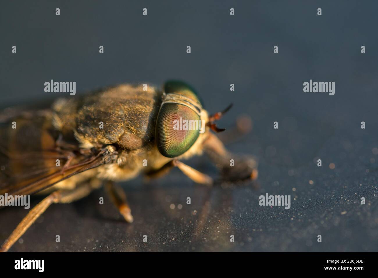 Horse-fly (Tabanus bromius) with big eyes on blue background Stock ...