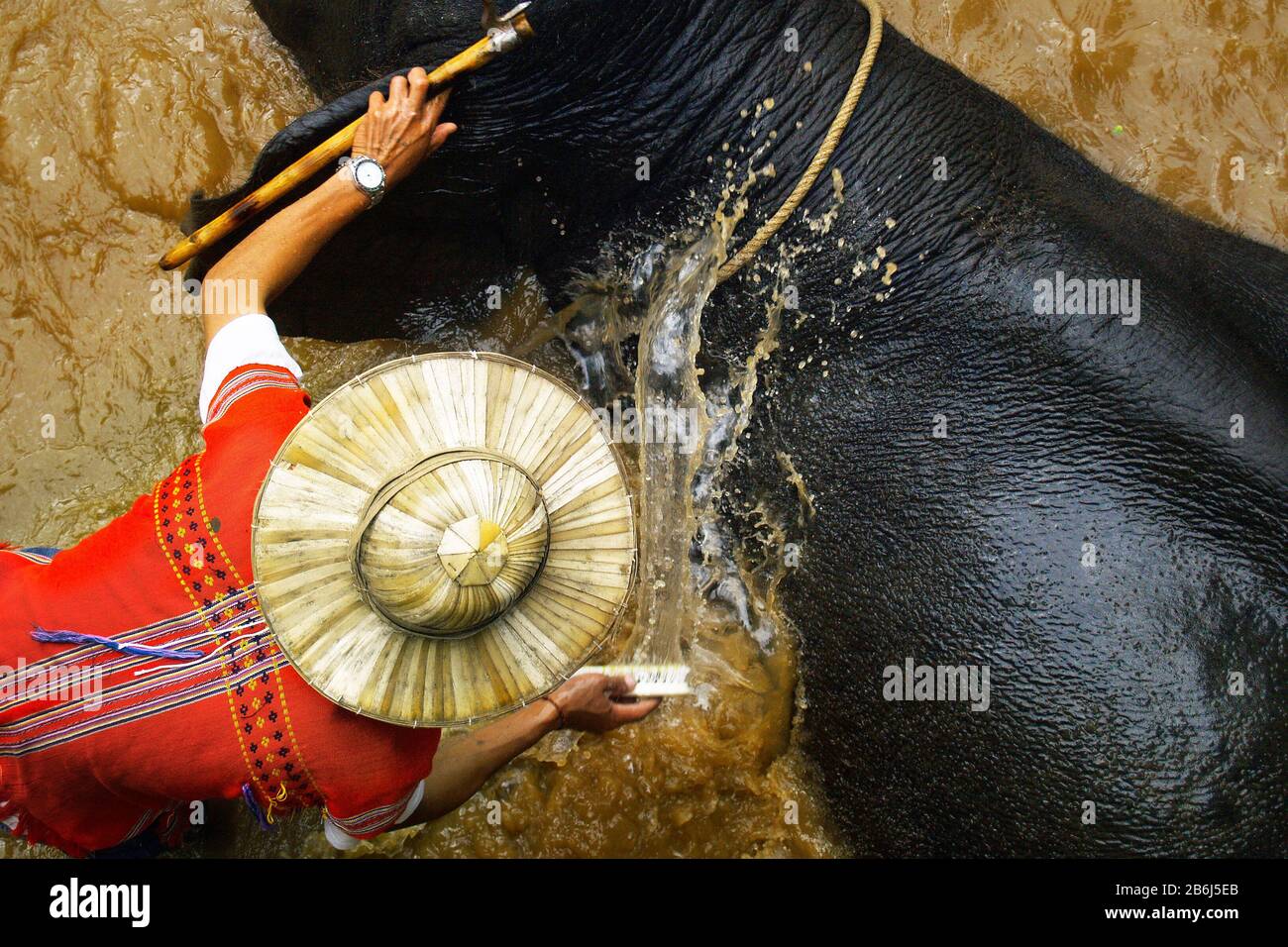 elephant taking bath Stock Photo - Alamy
