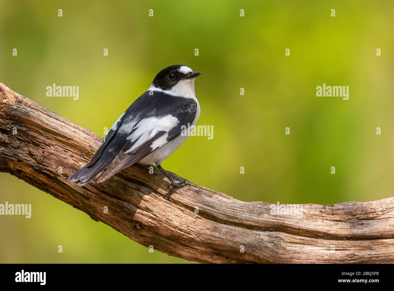White collared bird hi-res stock photography and images - Alamy