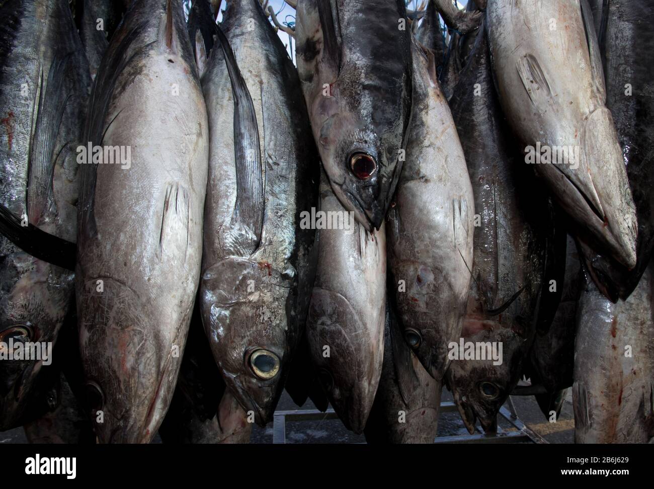 Long-fin Tuna catch, Hout Bay harbour Stock Photo - Alamy
