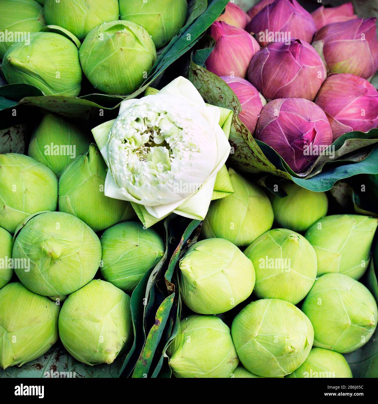 bunch of lotus flower Stock Photo - Alamy