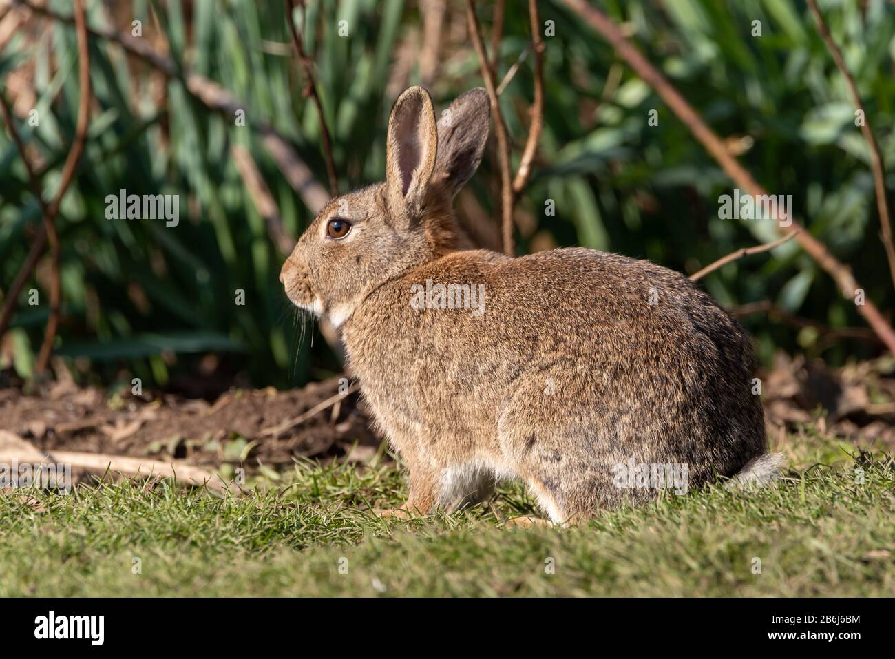 Oryctolagus cuniculus. Portrait of a wildlife scene of a european ...