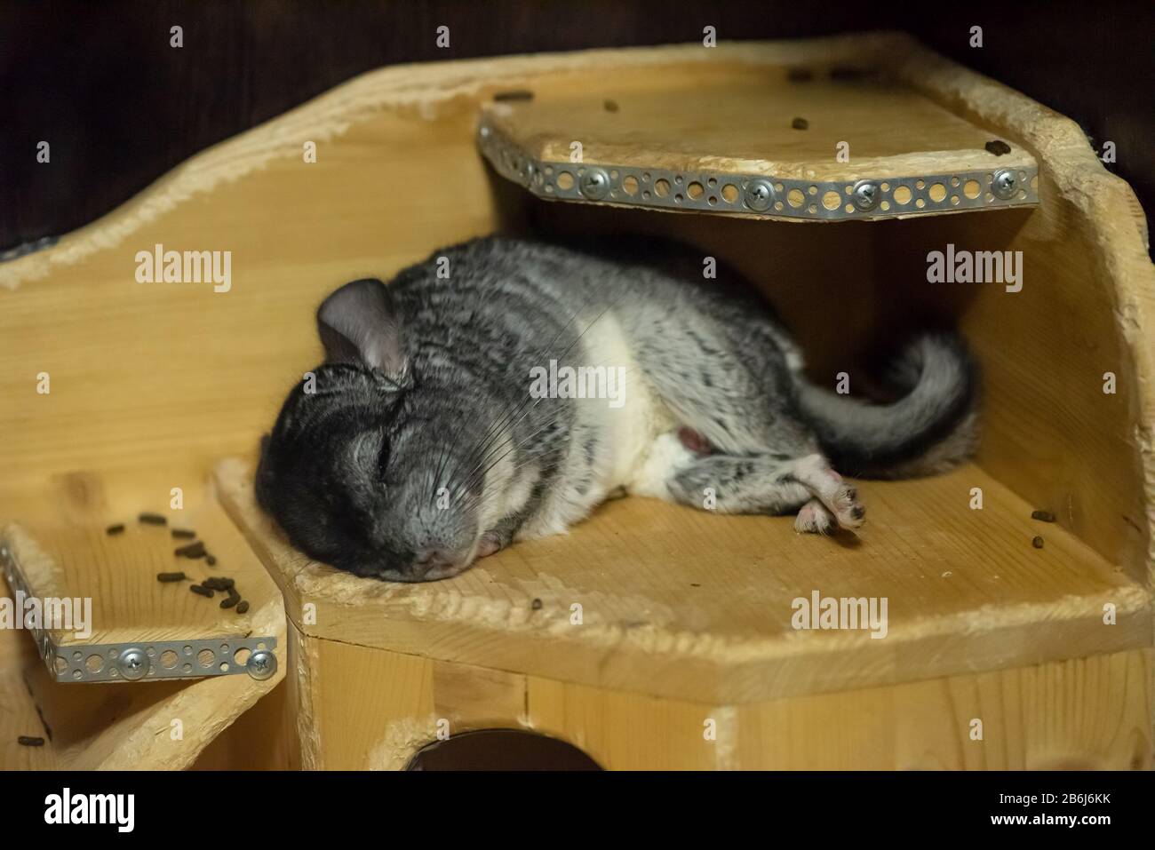 Chinchilla sleeping on the wooden house Stock Photo - Alamy