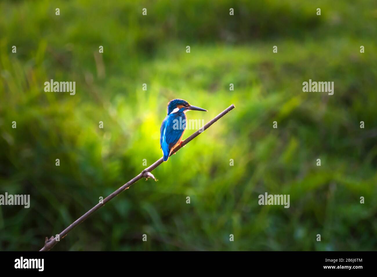 Kingfishers fly hi-res stock photography and images - Alamy