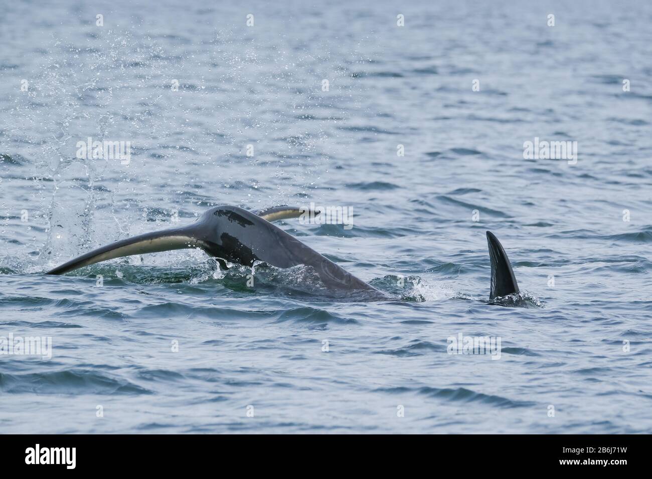 Killer whale in Tofino, tale and fin above water, view from boat on a ...