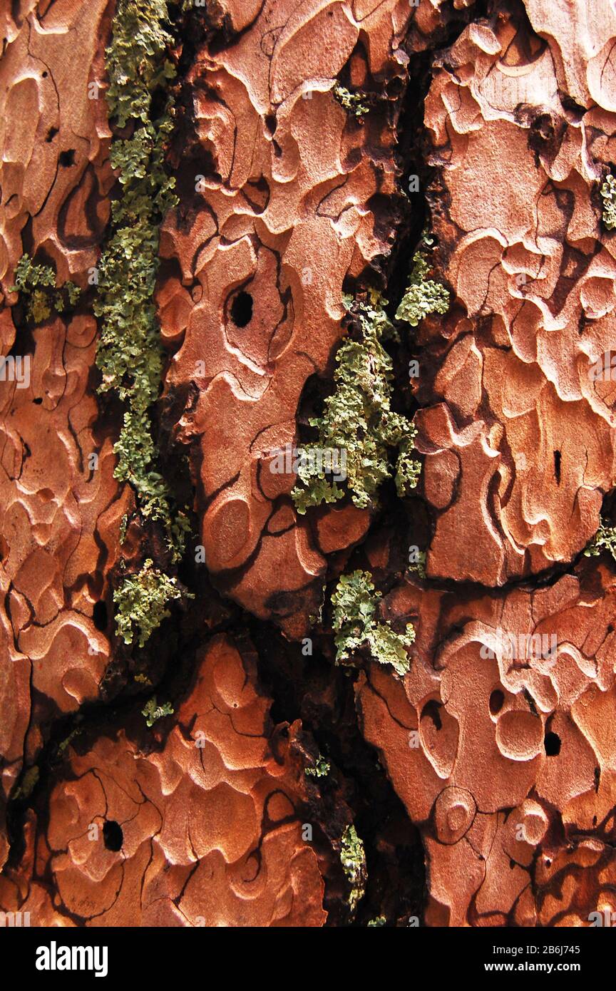 Detail of pine tree bark with green lichen Stock Photo - Alamy