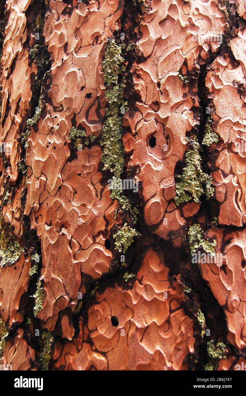 Detail of pine tree hi-res stock photography and images - Alamy