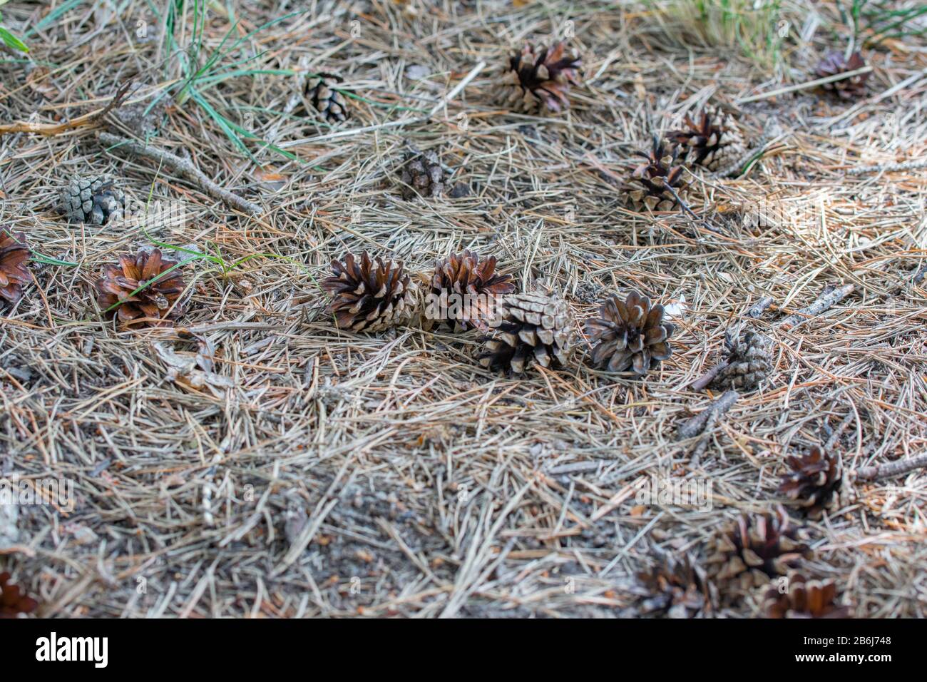 Bunch of opened dry pine cones on the ground. Old brown pine needles on ...