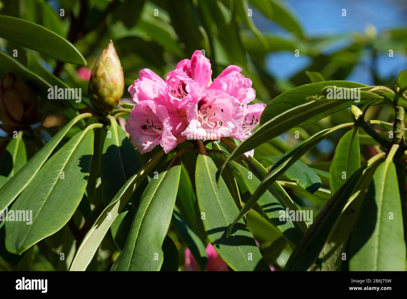 Species hybrid hi-res stock photography and images - Alamy