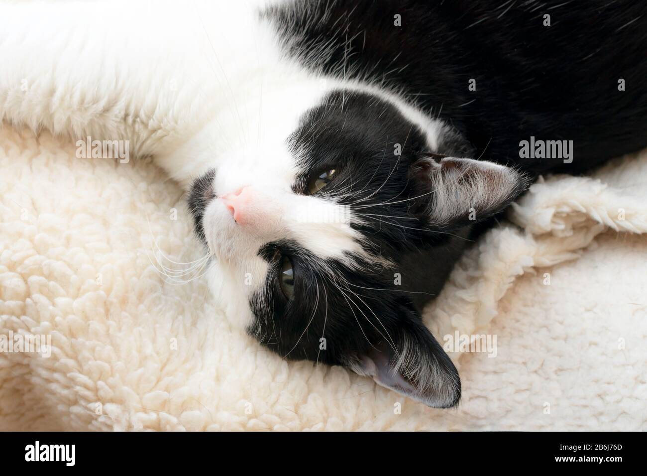 Cat is going to sleep Stock Photo - Alamy