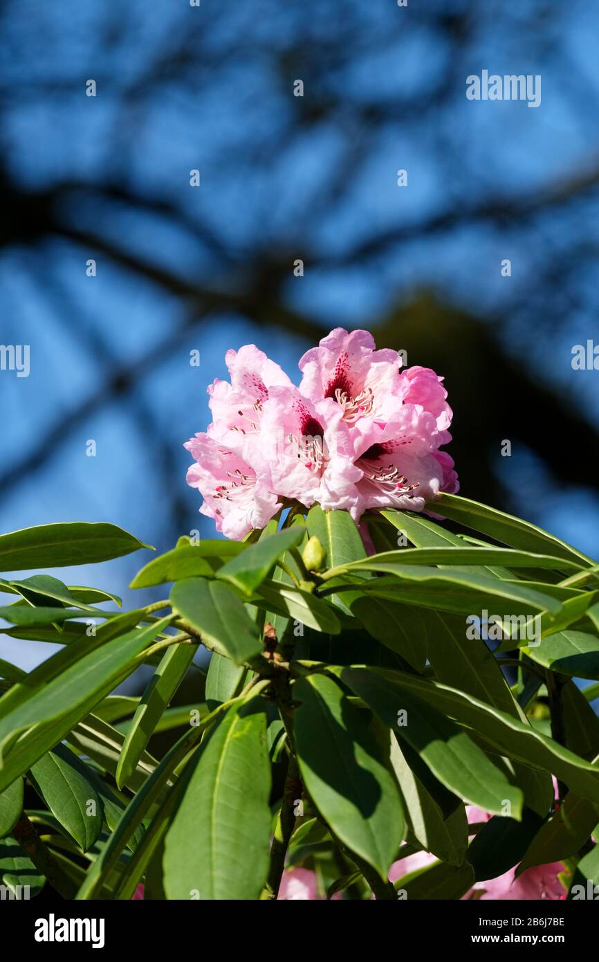 Rhododendron x geraldii, elepidote species hybrid with rose flowers and ...